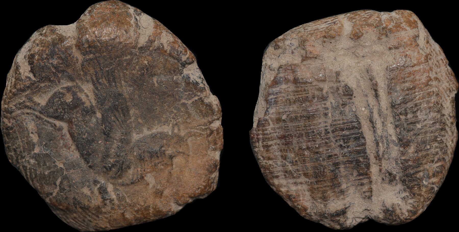 ISRAEL, Ancient Terracotta bullae with depiction of the Buraq | MA-Shops