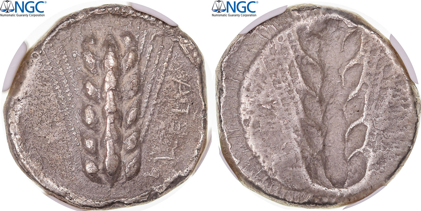 Stater ca. 470-440 BC Metapontio Coin, Lucania, Metapontion, graded ...