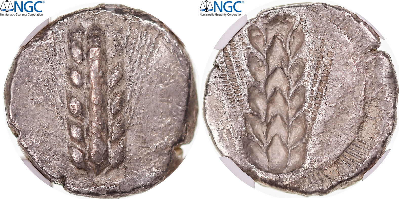 Stater ca. 470-440 BC Metapontio Coin, Lucania, Metapontion, graded ...