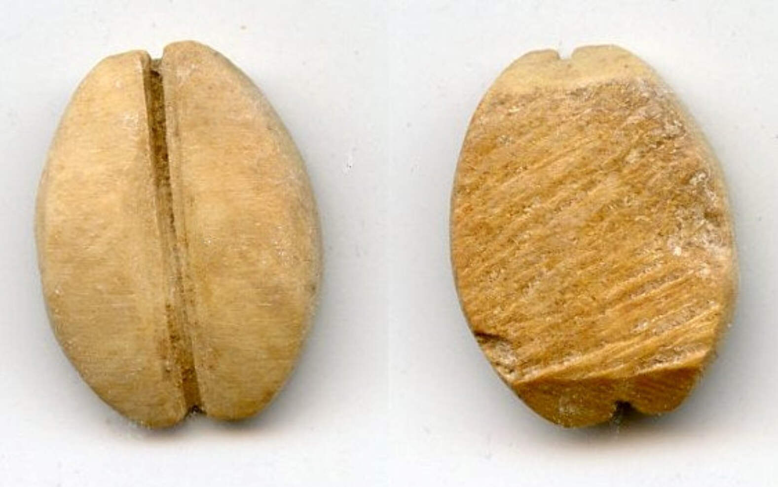 Mittelalter Ancient bone cowrie-coin (no teeth/holes), W.Zhou, 1046-771 ...